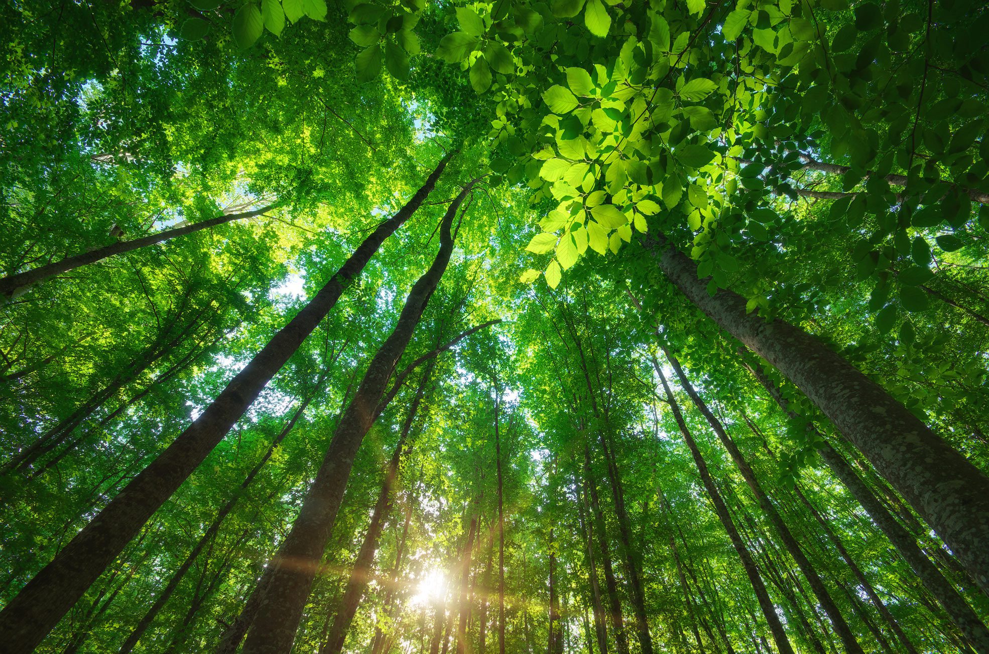 Papermon joins FSC Forest Week 2025: One Step for Forests, a Big Impact ...